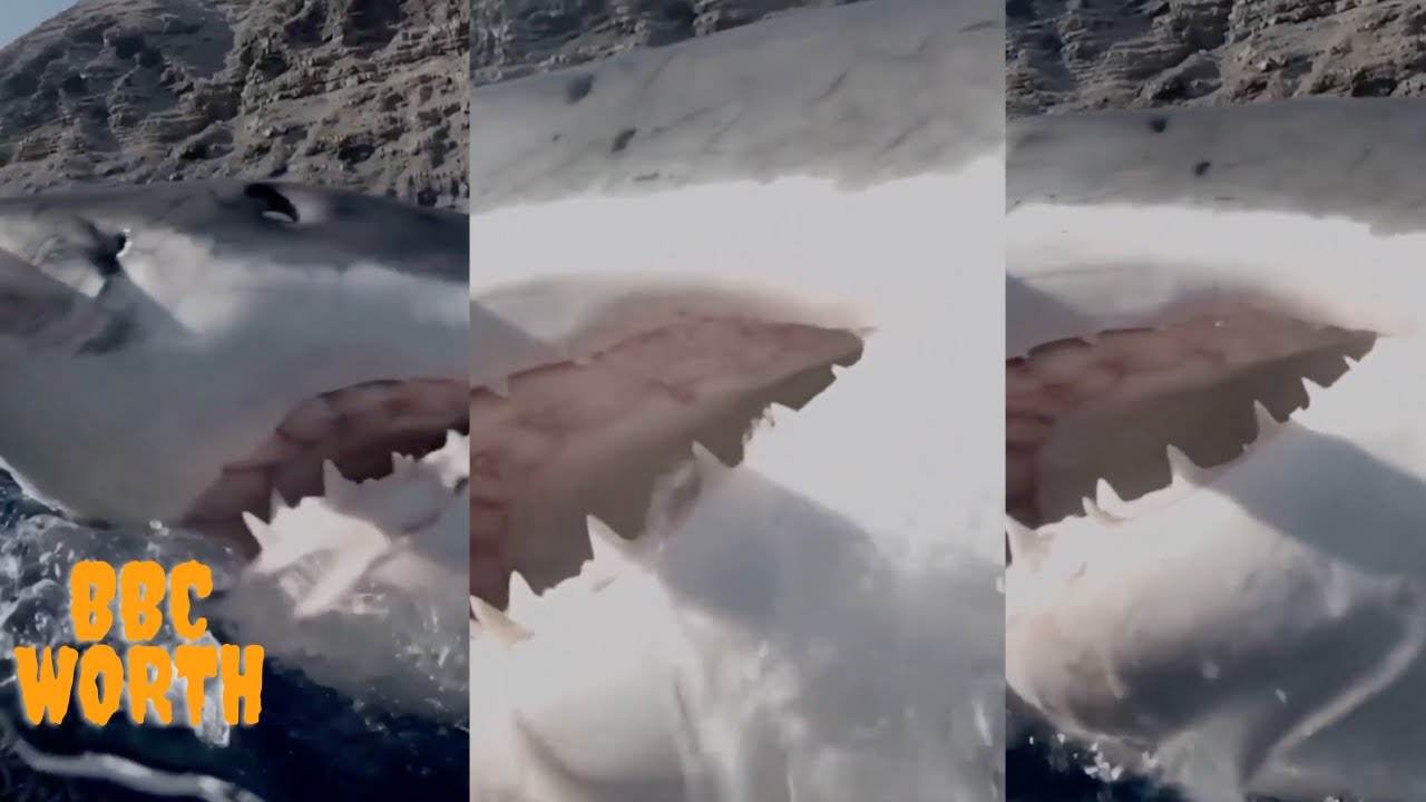 😭 MOST CLOSE DEATH CALL SHARK ATTACK 😱 II All about species and ...