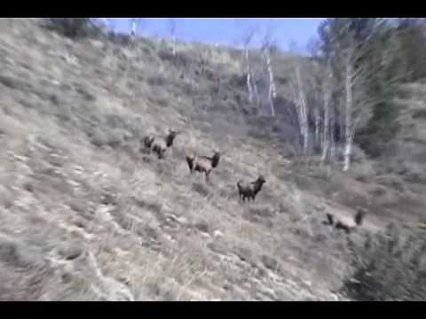 My Utah spike Elk Hunt - YouTube