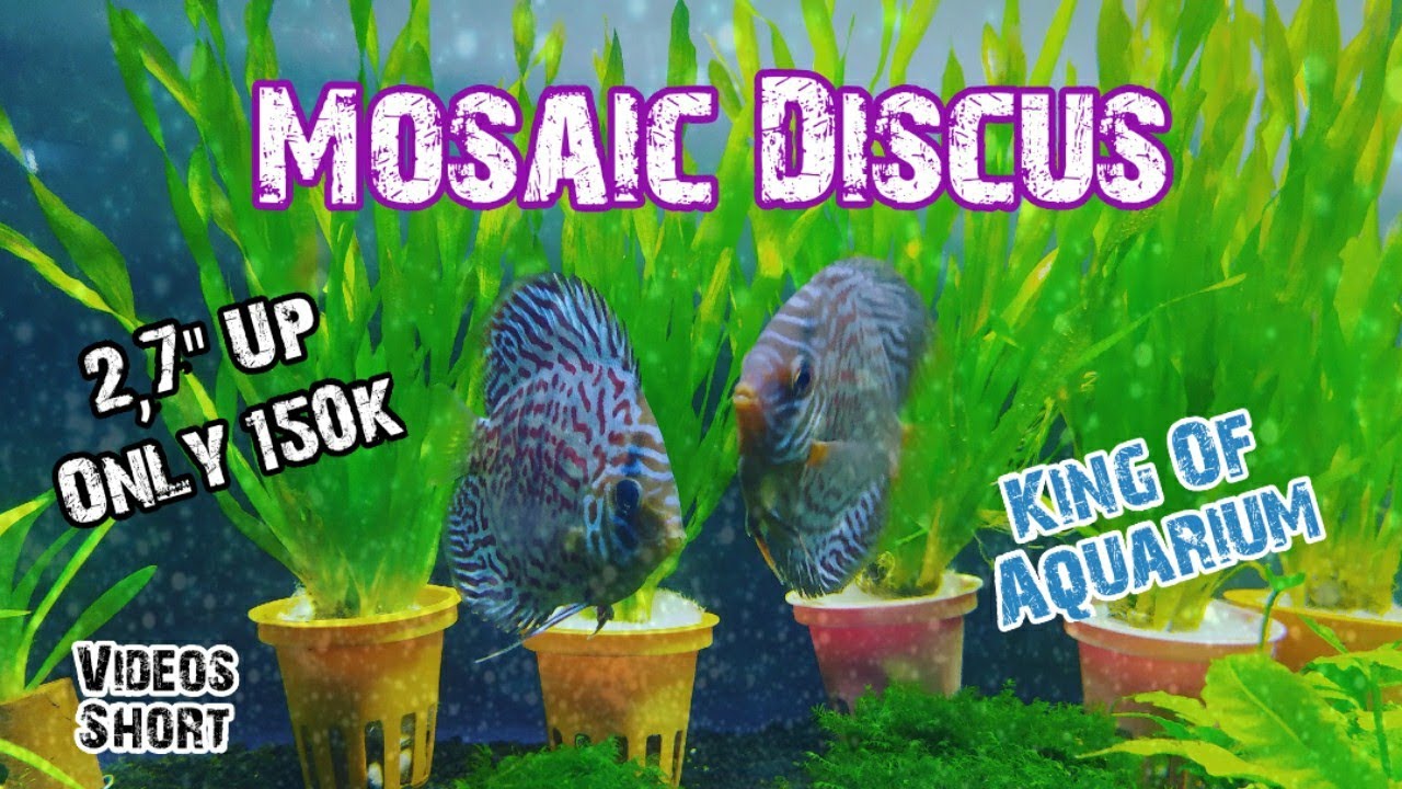 Mosaic Discus Fish Full Colour 2.7" Ikan Discus Yang Lagi Diskusi - YouTube