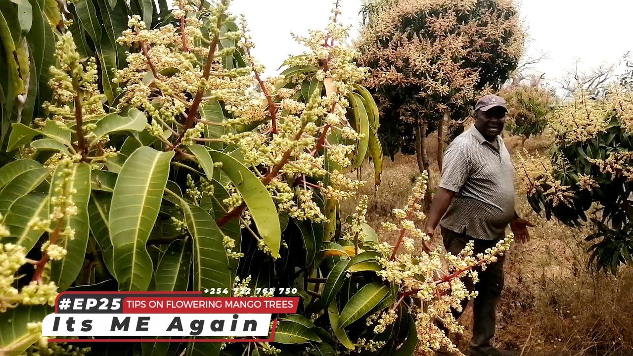Tips to MAXIMIZE on Flowering (MANGO TREES) - YouTube