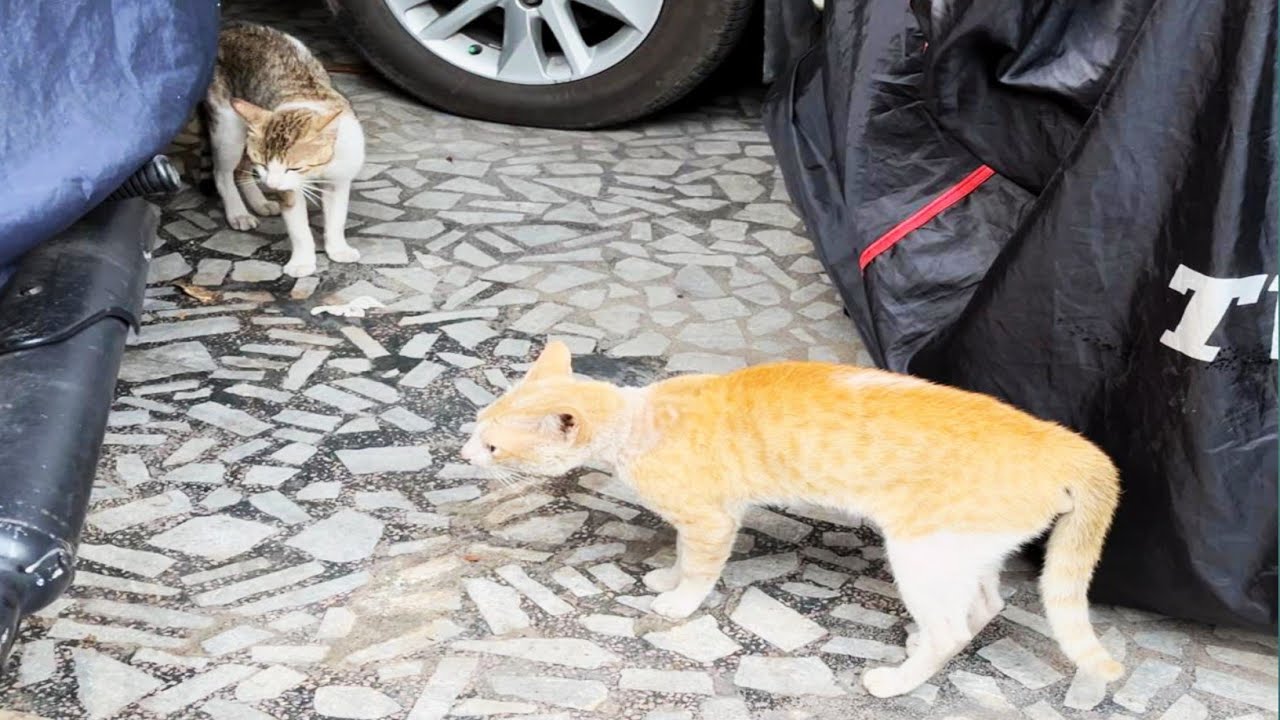 Angry male cats warming up for fighting|17 - YouTube