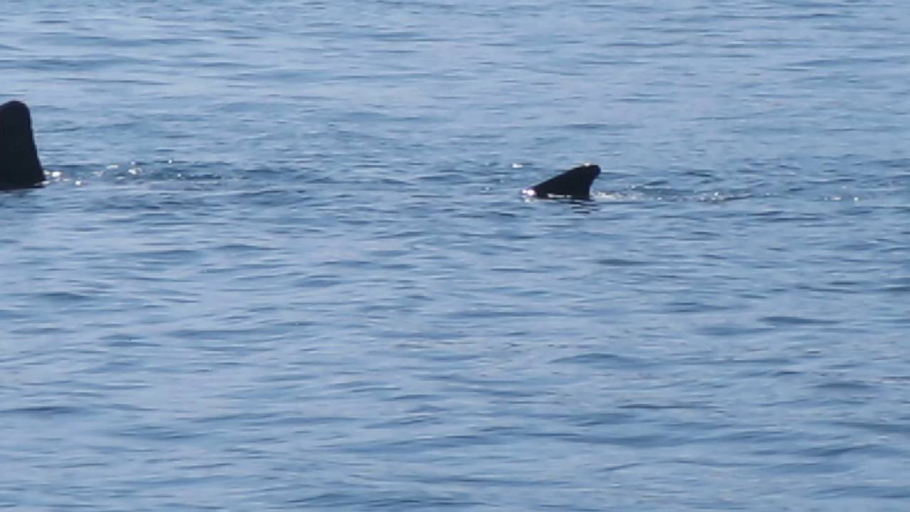 Basking sharks back around Cape today - YouTube