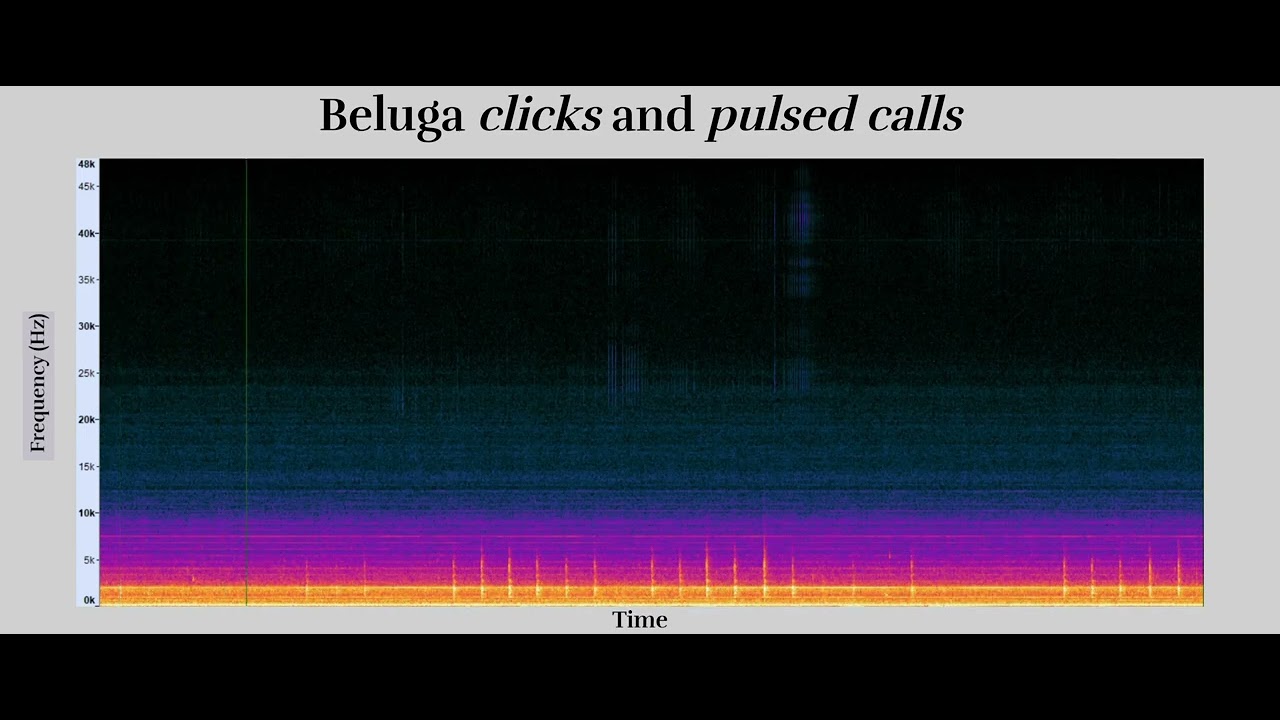 Beluga whale vocalizations and motor noises - Underwater sounds - YouTube