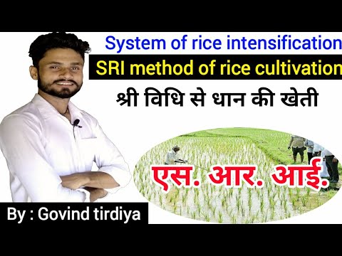 SRI method of rice cultivation | SRI method of paddy cultivation in ...