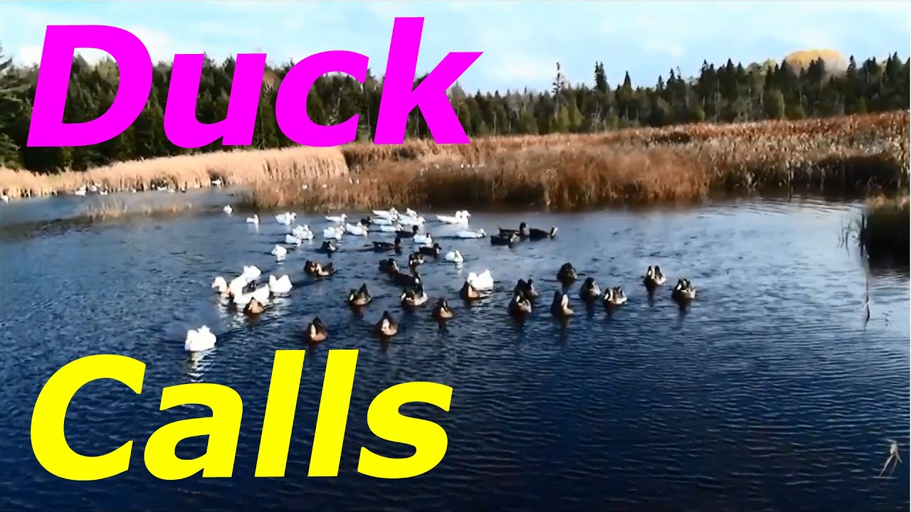 Duck Dynasty Professional Duck Calling Whole Flock Of Ducks Respond ...