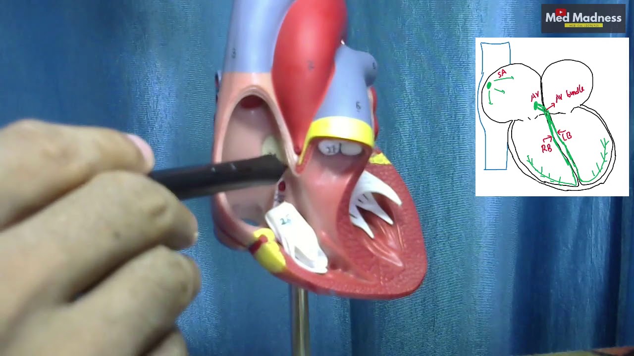 Learn Conduction system of Heart with a Heart model | Pacemaker cells ...