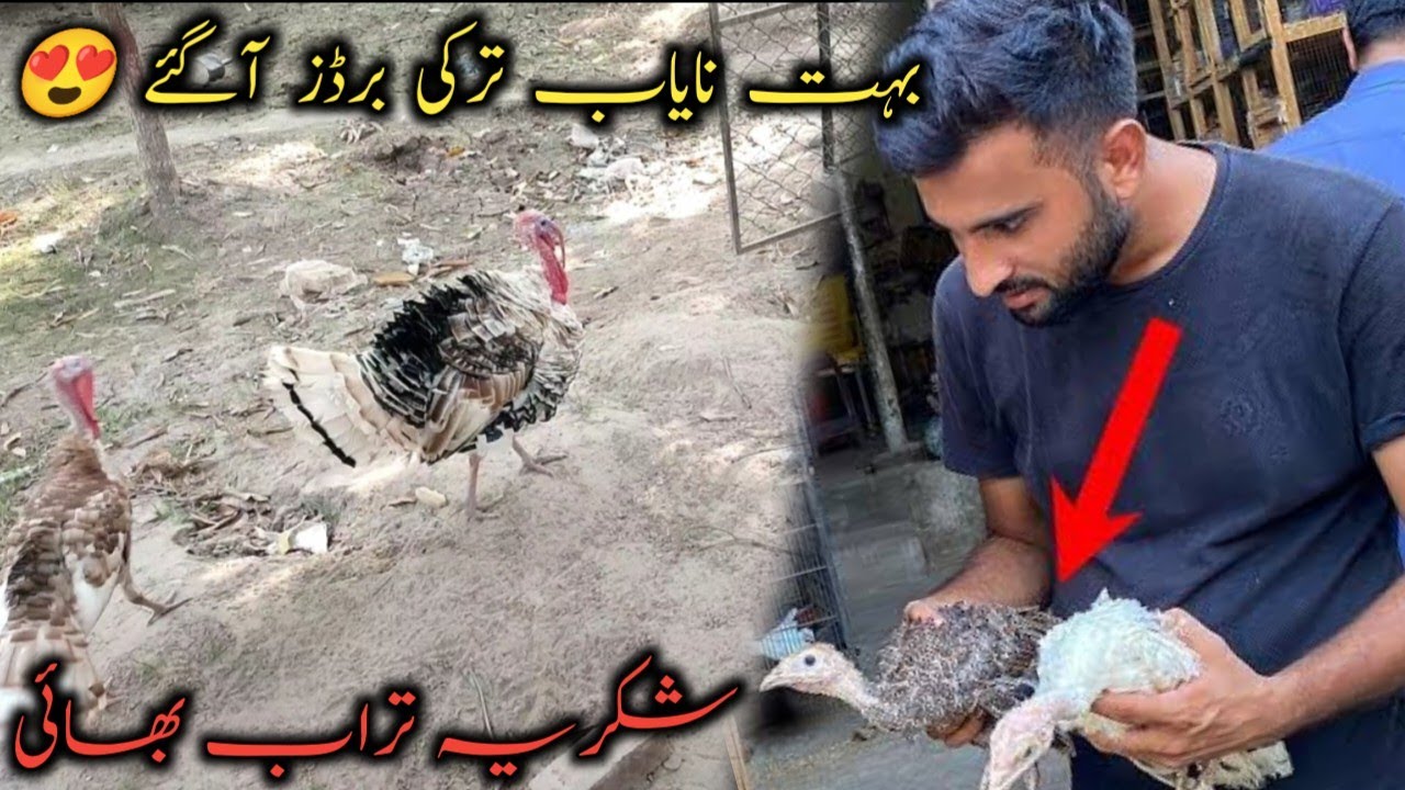 aj mini zoo main turkish birds aa gy | first vlog with animals - YouTube