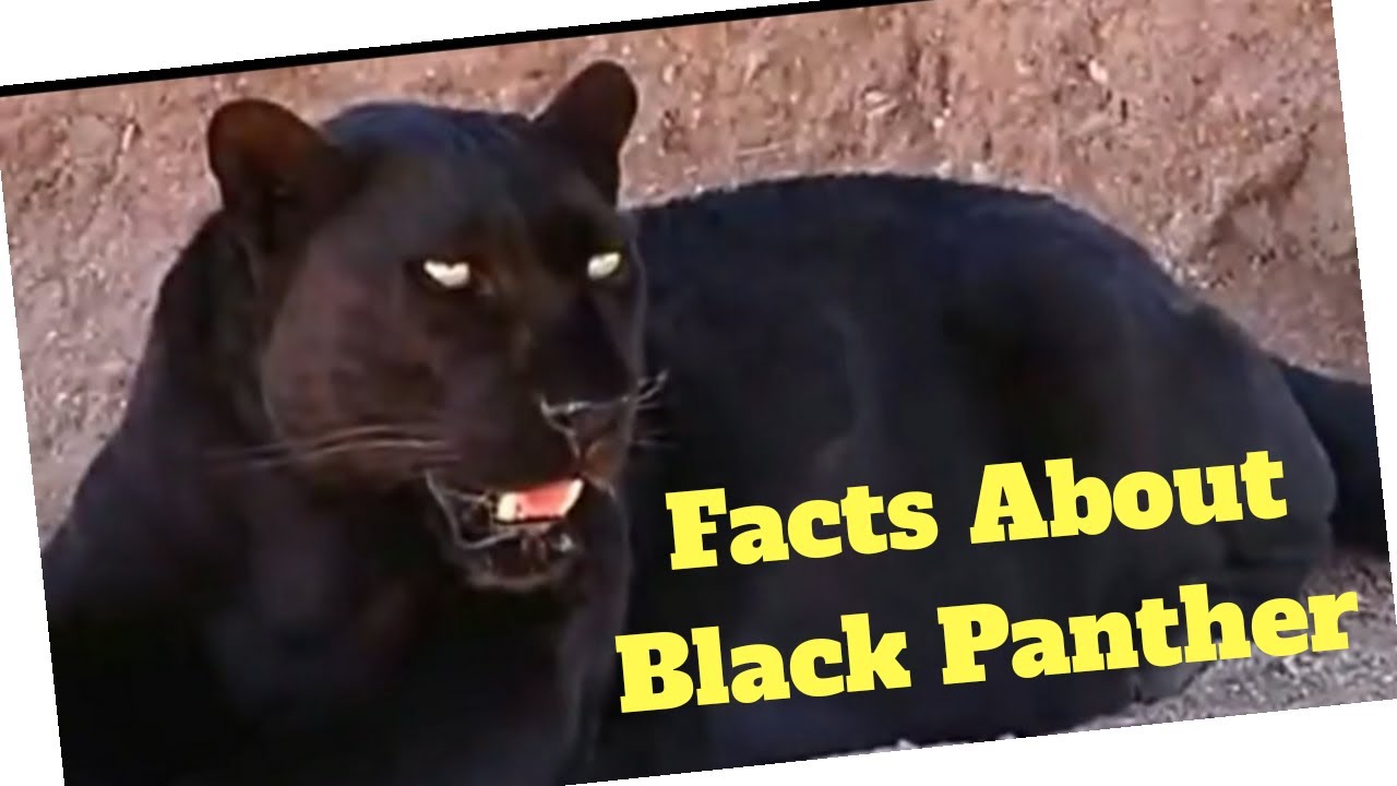 Facts About Black Panther YouTube facts-about-black-panther-youtube