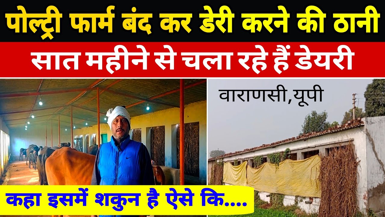 7 माह पहले poultry farm बंद कर शुरू किया डेरी ||#dairy farm#varanasi up ...