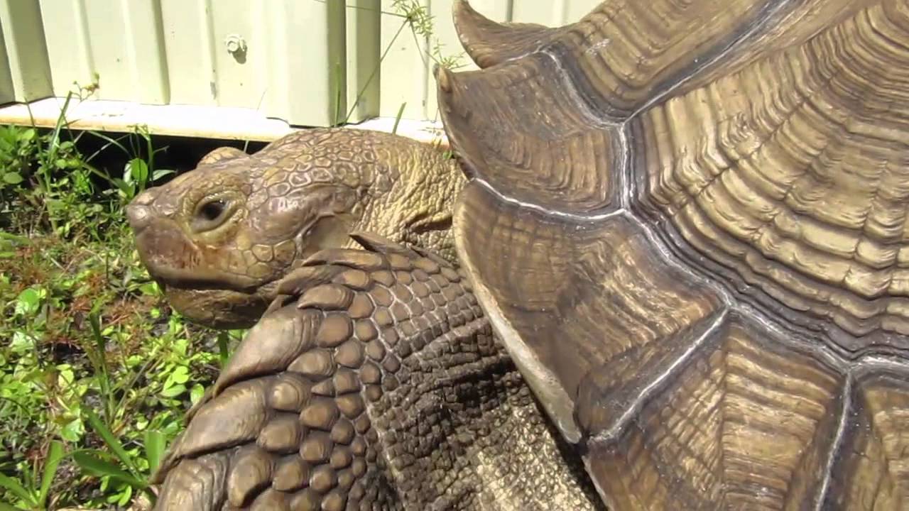 African Spur Thigh Tortoises - YouTube