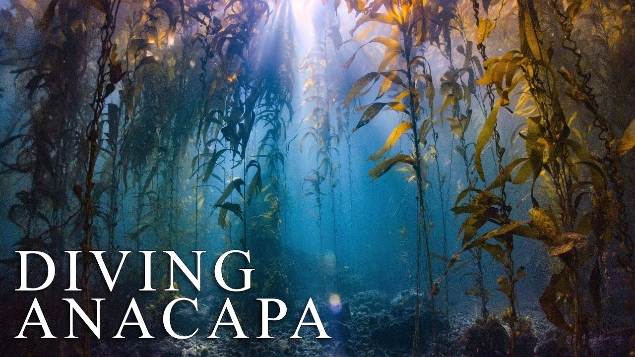 Diving Anacapa - Channel Islands - Nov 21 - YouTube
