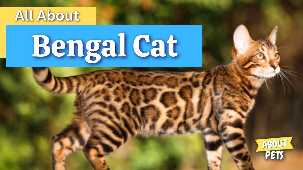 Bengal Cat Facts - Characteristics, Personality and More - YouTube