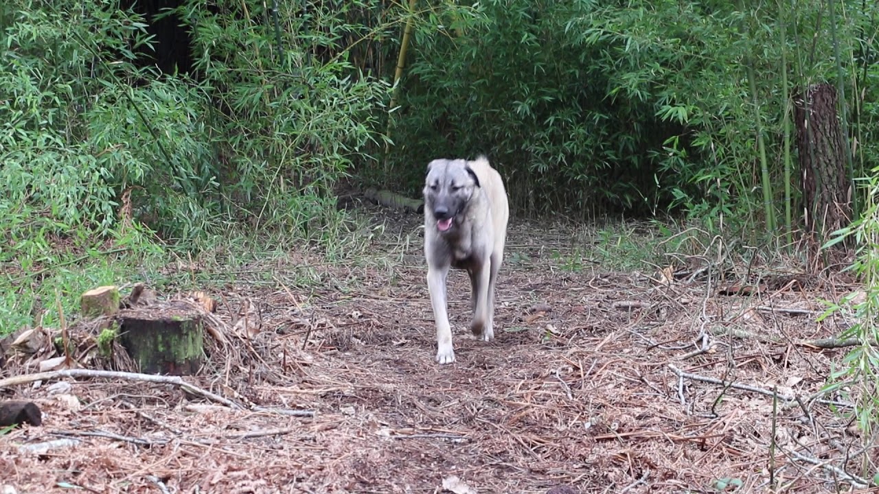 THE LEGEND OF KANGAL - YouTube
