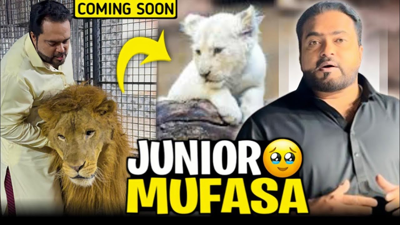 Junior mufasa lay Lia 😍ab isko bhi mufasa jesa bnao ga 🤲 - YouTube