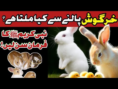 Rabbit Palna in Islam | Khargosh Palna Kaisa Hai 🐰🐇| Islamic Stories