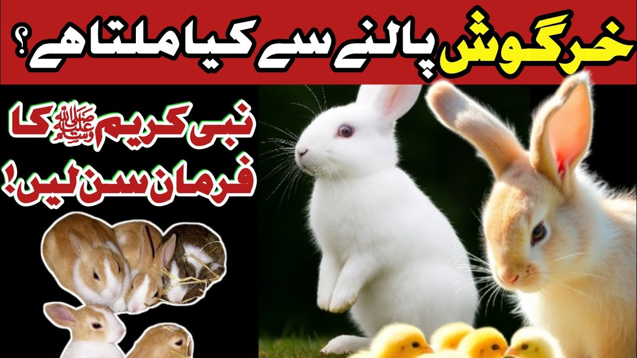 Rabbit Palna in Islam | Khargosh Palna Kaisa Hai 🐰🐇| Islamic Stories - YouTube