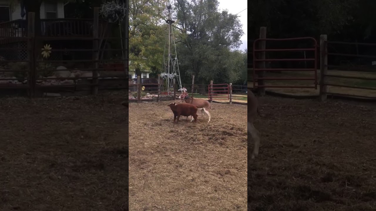 Petrzilka's Calf Breaking Donkey Sale - Lot 5 Red Video - YouTube