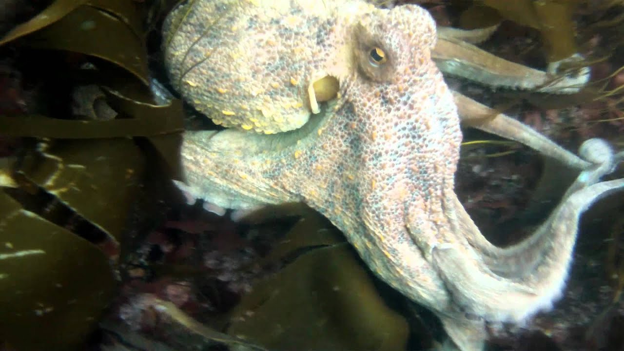 Pieuvre commune (Octopus vulgaris), pointe de Coumoudoc, 31 mars 2012 ...