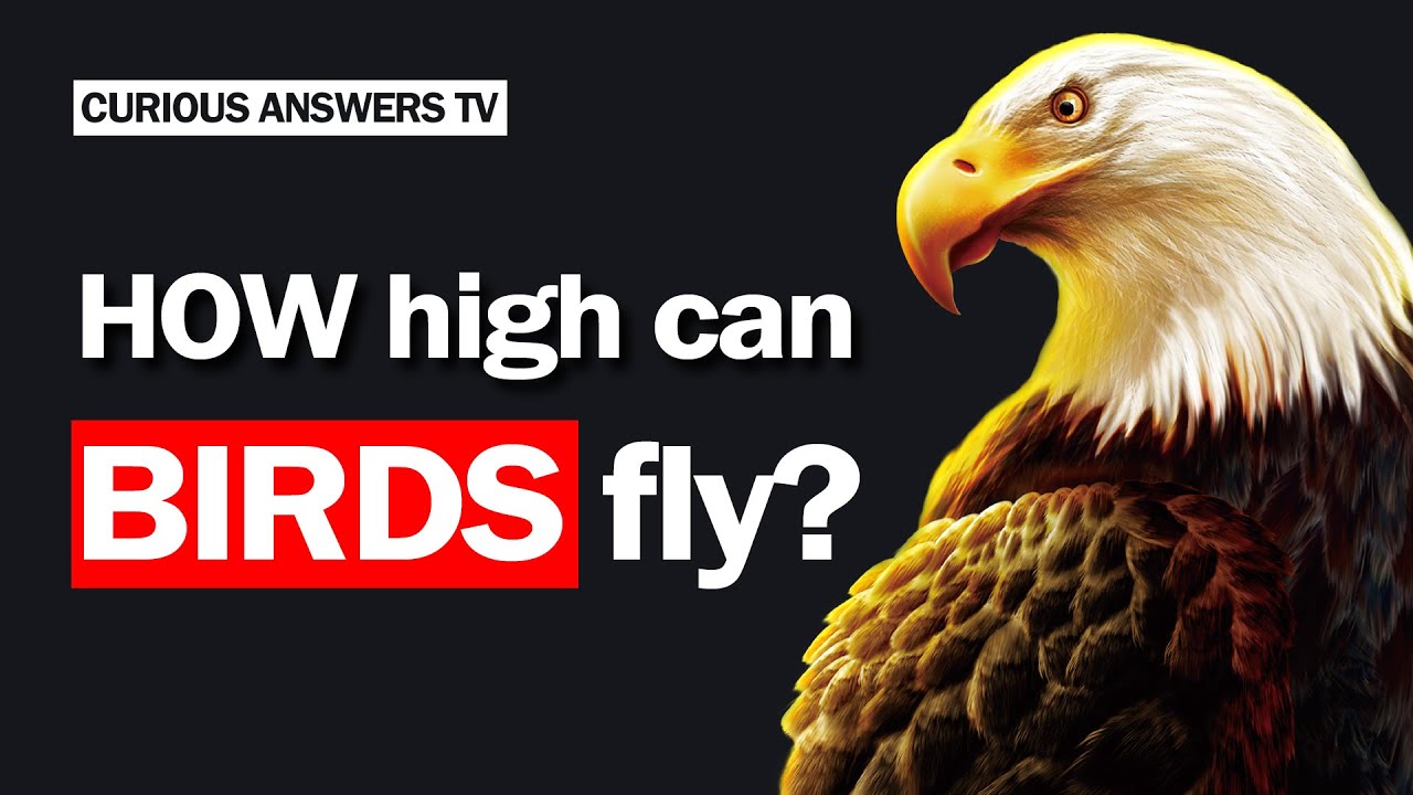 HOW high can BIRDS fly? 😲 The answer will SHOCK you! 🤯 - YouTube
