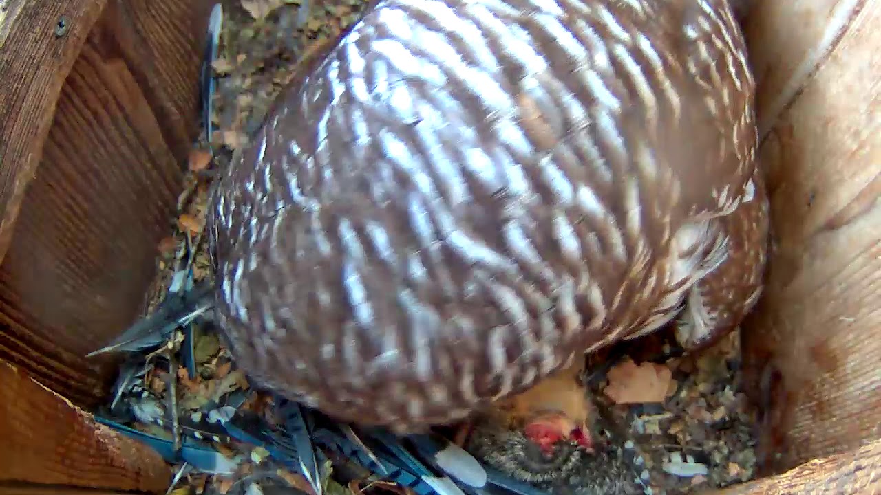 Blue Jay Delivered To Barred Owl Nest Box – April 9, 2019 - YouTube