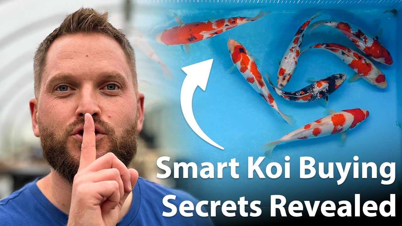 How to Choose Top Quality Gosanke Koi Without Breaking the Bank - YouTube