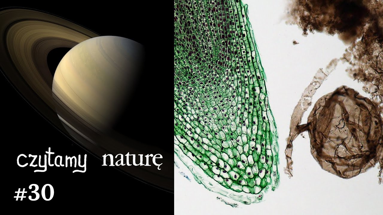 Czytamy naturę #30 | Saturn z bardzo bliska - Jak rośnie liść - Bardzo ...