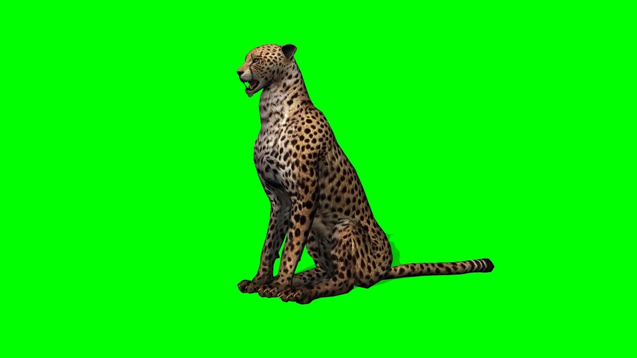 cheetah idle on green screen 1 - YouTube