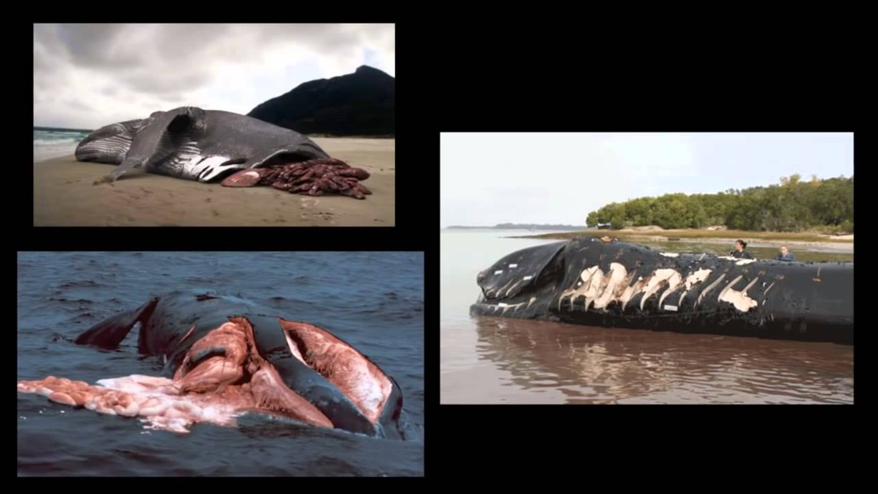 Megalodon Shark Caught on Tape Could Discovery Submarine Monster still ...