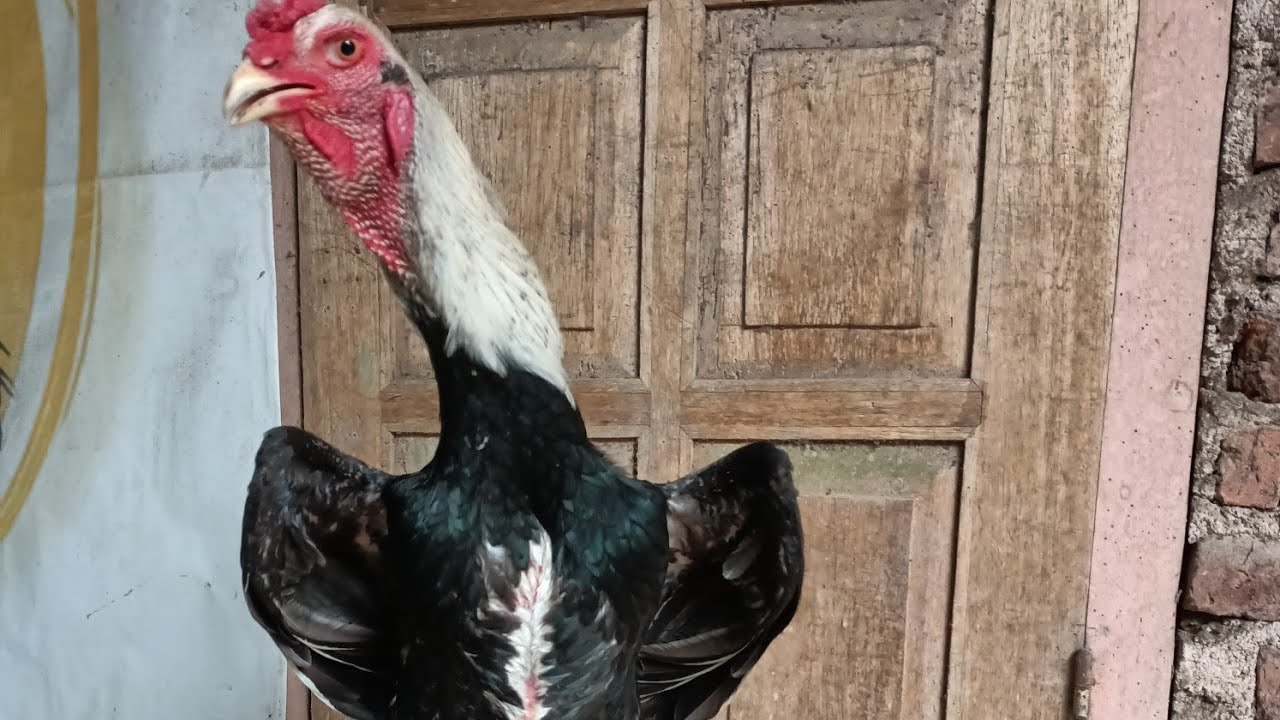 Review Ayam Shamo Jepang - YouTube