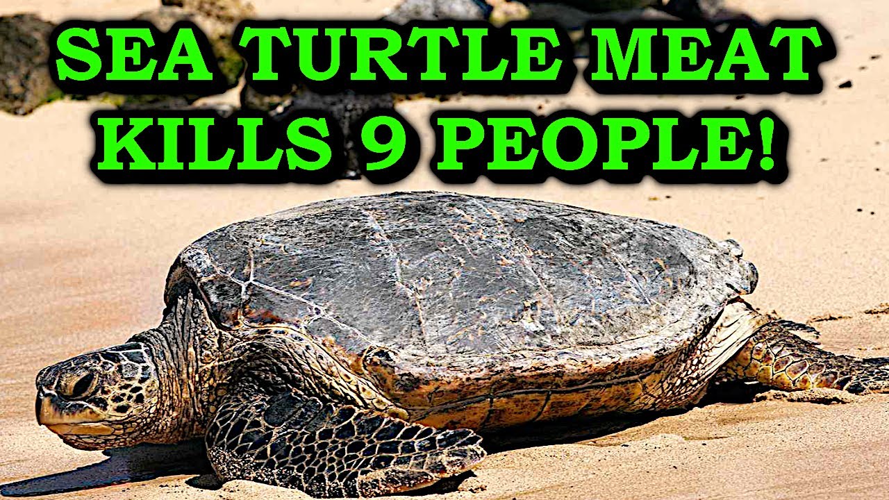 Sea Turtle meat causes 9 deaths. #news #adult #clips - YouTube