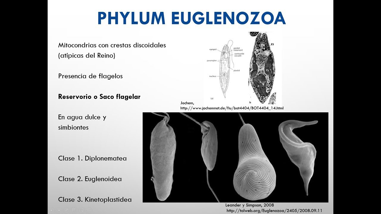 Phylum Euglenozoa - YouTube