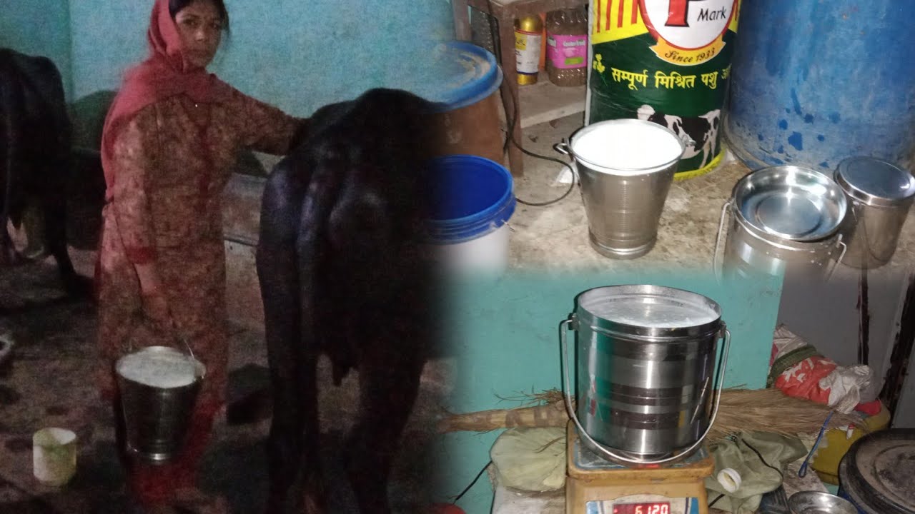 कहाँ से हु में 🤔नई भैंस🐂 के पास कितना दूध है ? #new buffalo milking ...