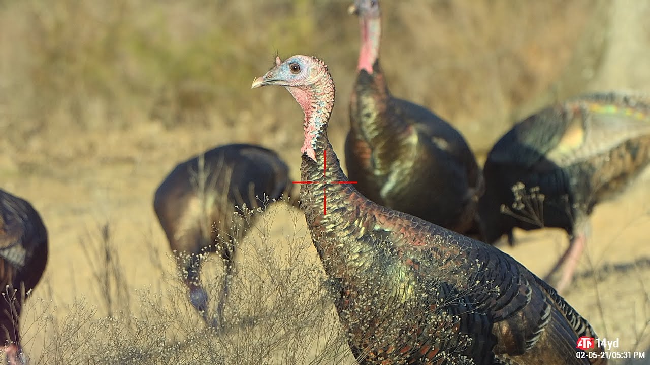 Feb. 2021 Turkeys - Vivid Colors - YouTube