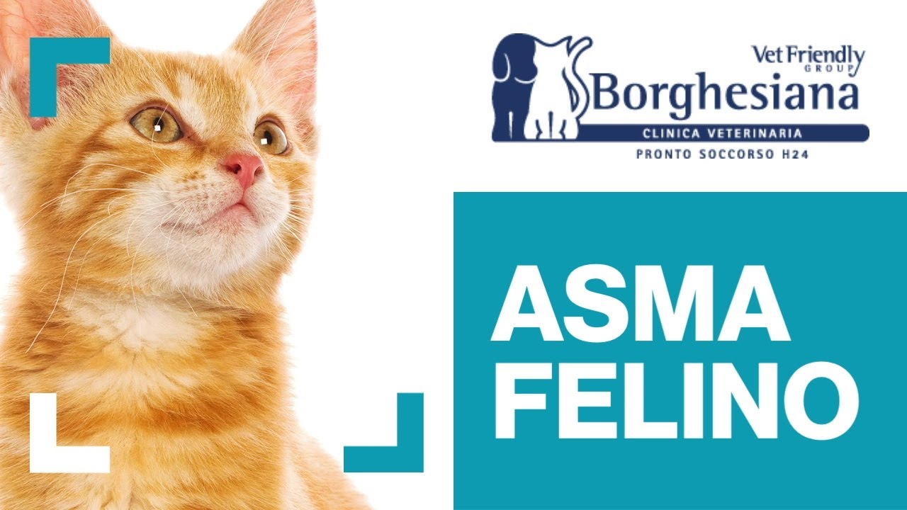 Asma Felino, cos'è e come riconoscerlo - Vet Friendly Group - YouTube