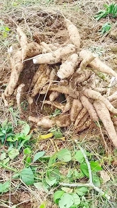 panen singkong cino, ( singkong kristal ) umur 7bulan#shorts - YouTube