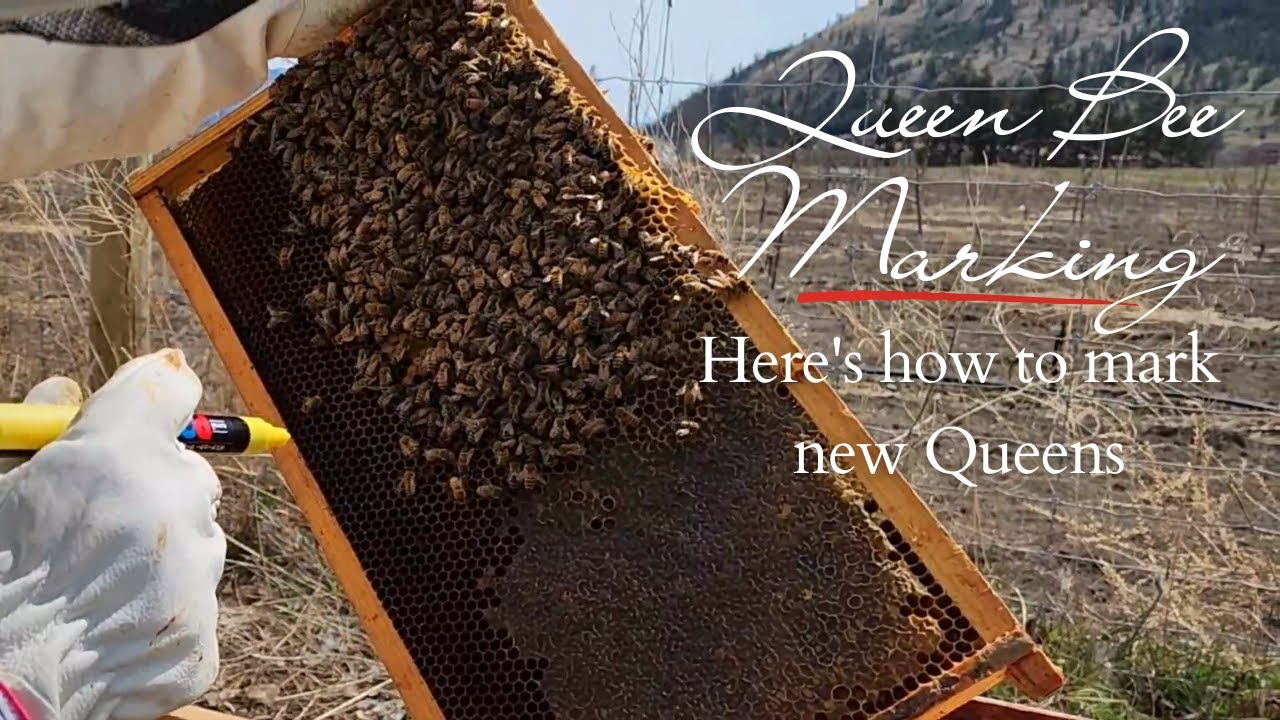Queen Bee Marking | Find the Queen Bee with us and watch as we mark her ...