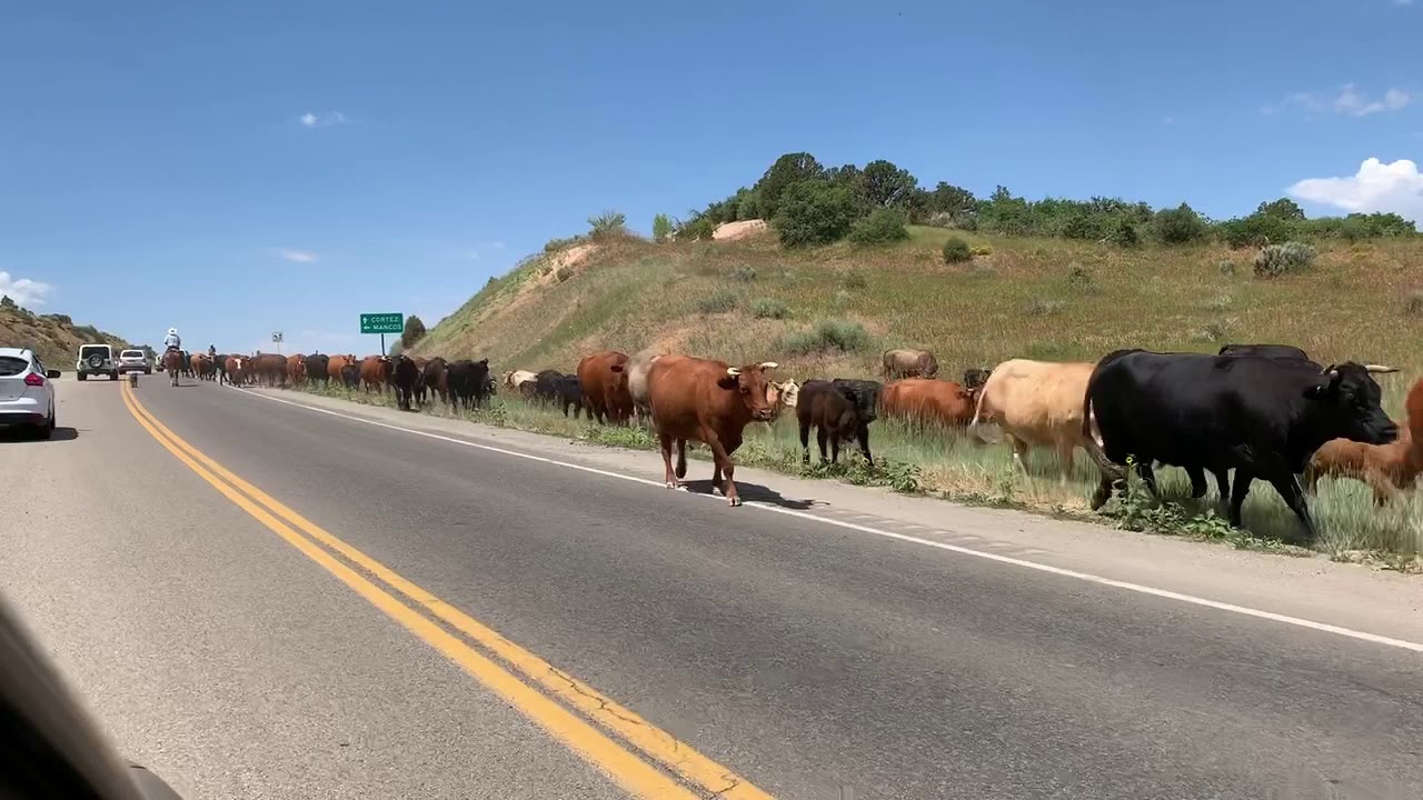 Dolores cattle Drive 7/16/19 - YouTube