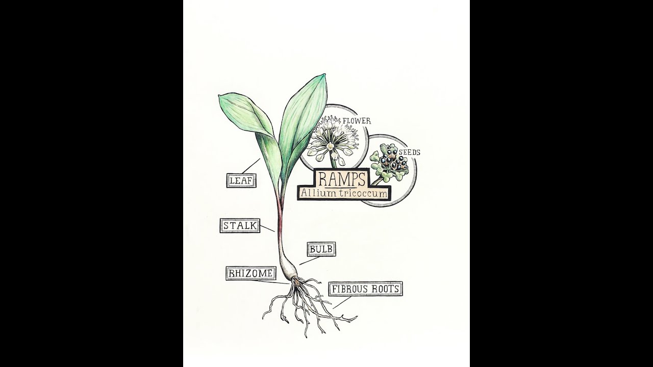Ramps Cultivation Demonstration - YouTube