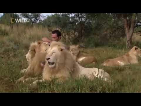 Living with the LIONS Full Length Documentary - YouTube