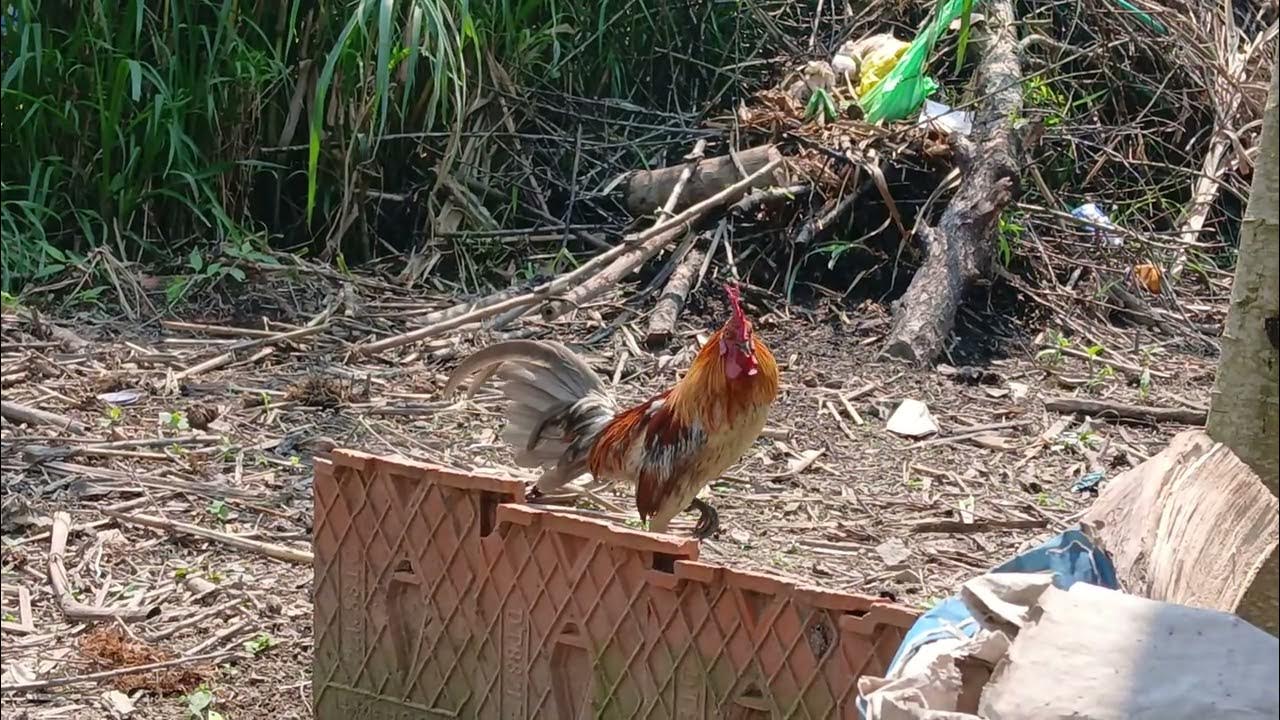 Saib qaib ua si nawv 2025 - YouTube