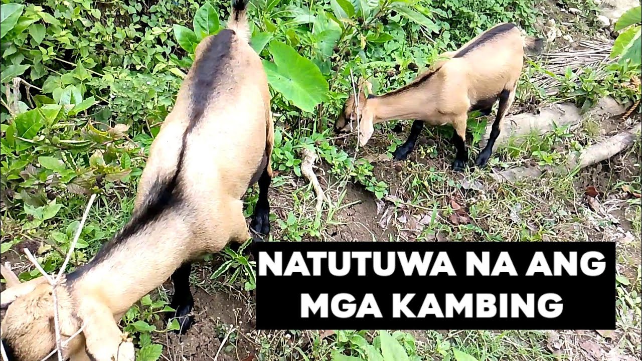 NATUTUWA NA ANG MGA KAMBING DAHIL MALAMBO NA ANG MGA TANIM - YouTube