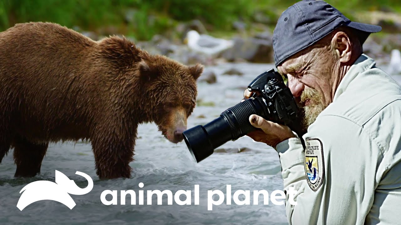 Fotografiando y estudiando a los oso de Kodiak | Protectores de Alaska ...