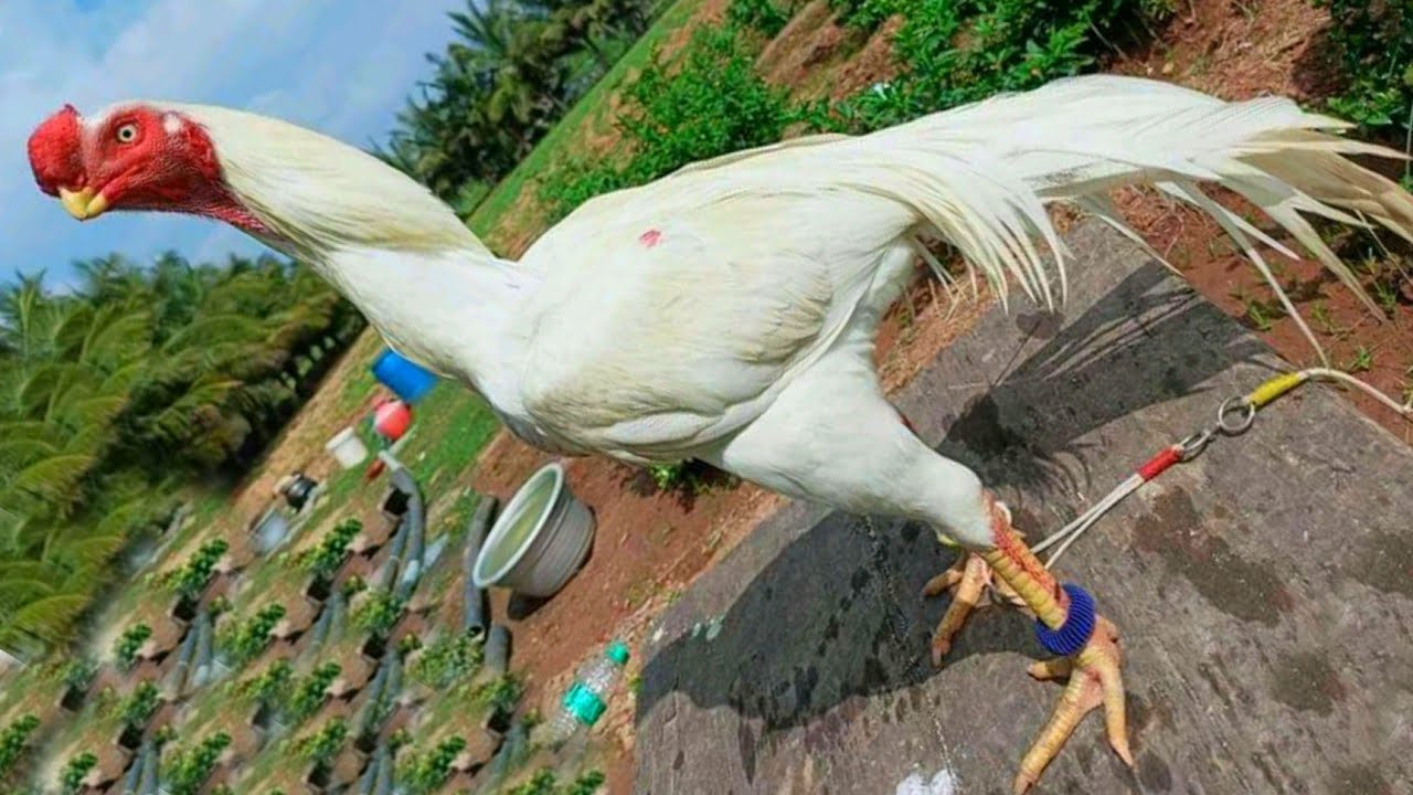 parrot beak aseel long haight aseel murgha | aseel and animal pets ...