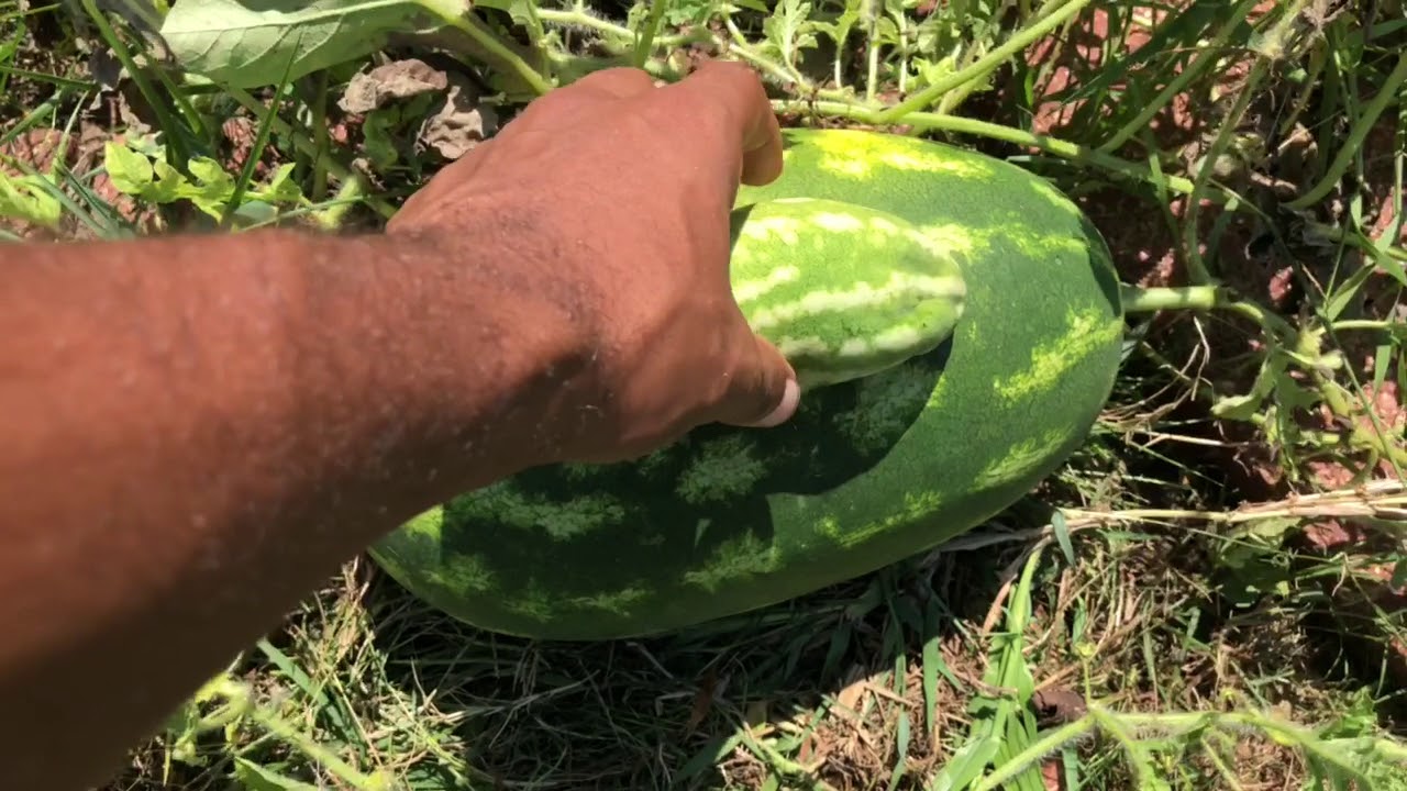 Prevent Watermelon Sunscald & Harvest Room Temperature Melons at ANY ...