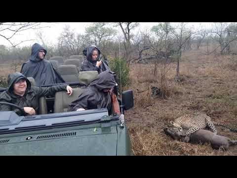 Leopard vs Warthog: Intense Chase and Dramatic Capture Caught on Camera ...