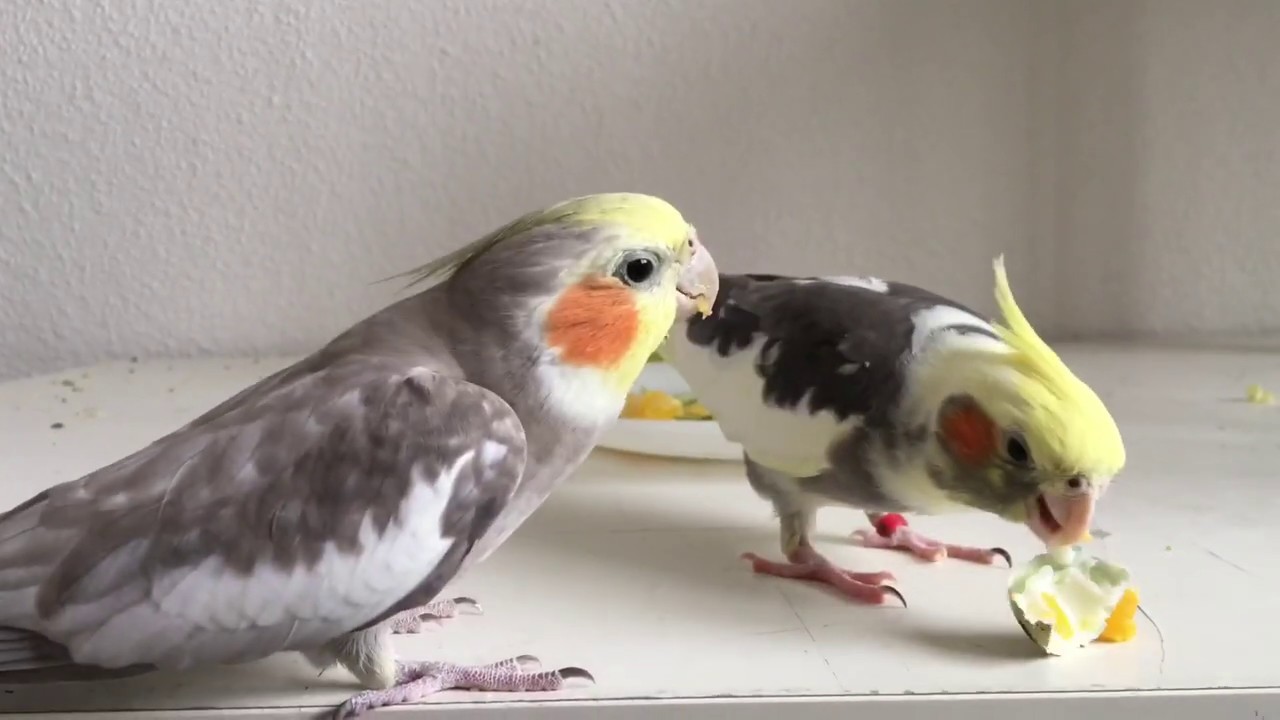 Cockatiels 🦜 NinFas - YouTube