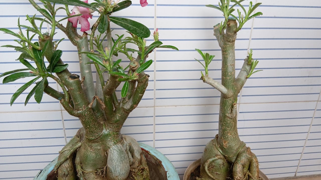 Adenium plant summer care #big codex #continue flowering # - YouTube