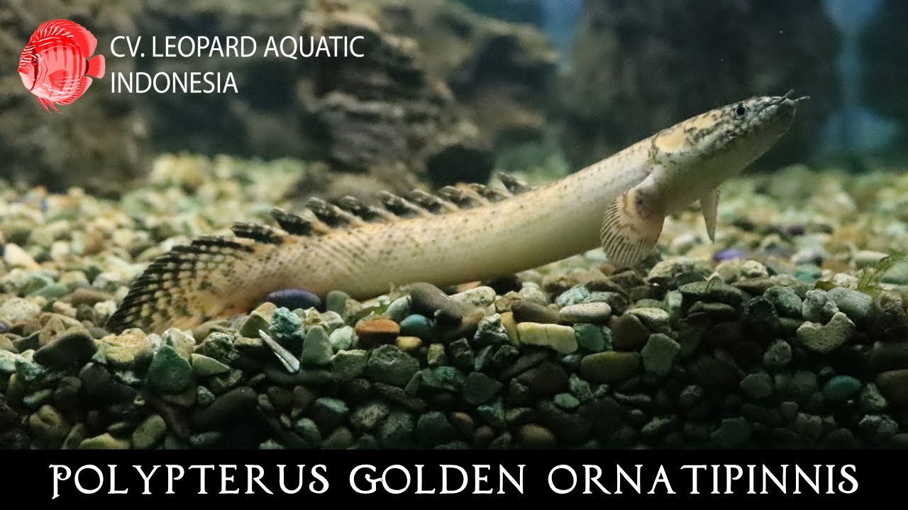The ULTRA RARE Polypterus Golden Ornatipinnis! - YouTube