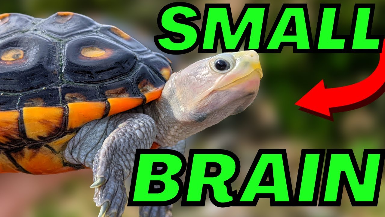 Testing My Turtles’ Intelligence 🎓🐢 - YouTube