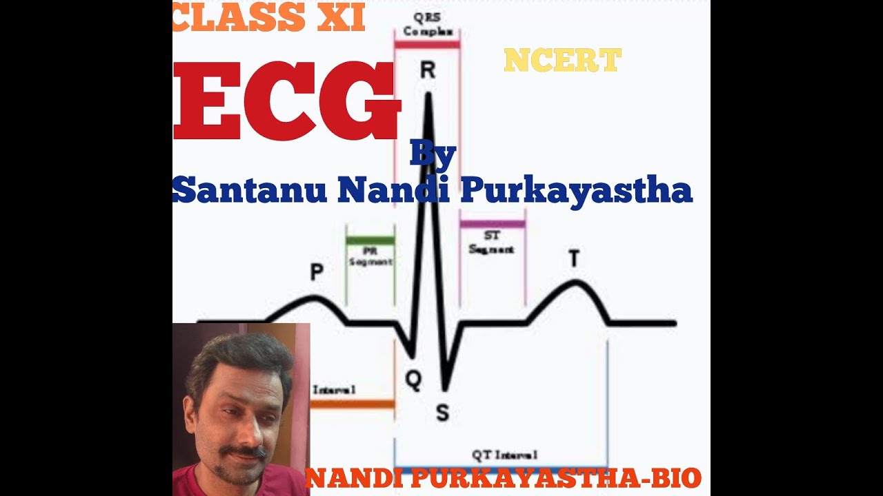 CLASS XI : ELECTROCARDIOGRAPH ( ECG ) - YouTube
